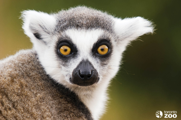 CFMWS | MFRC | Toronto | CFMWS