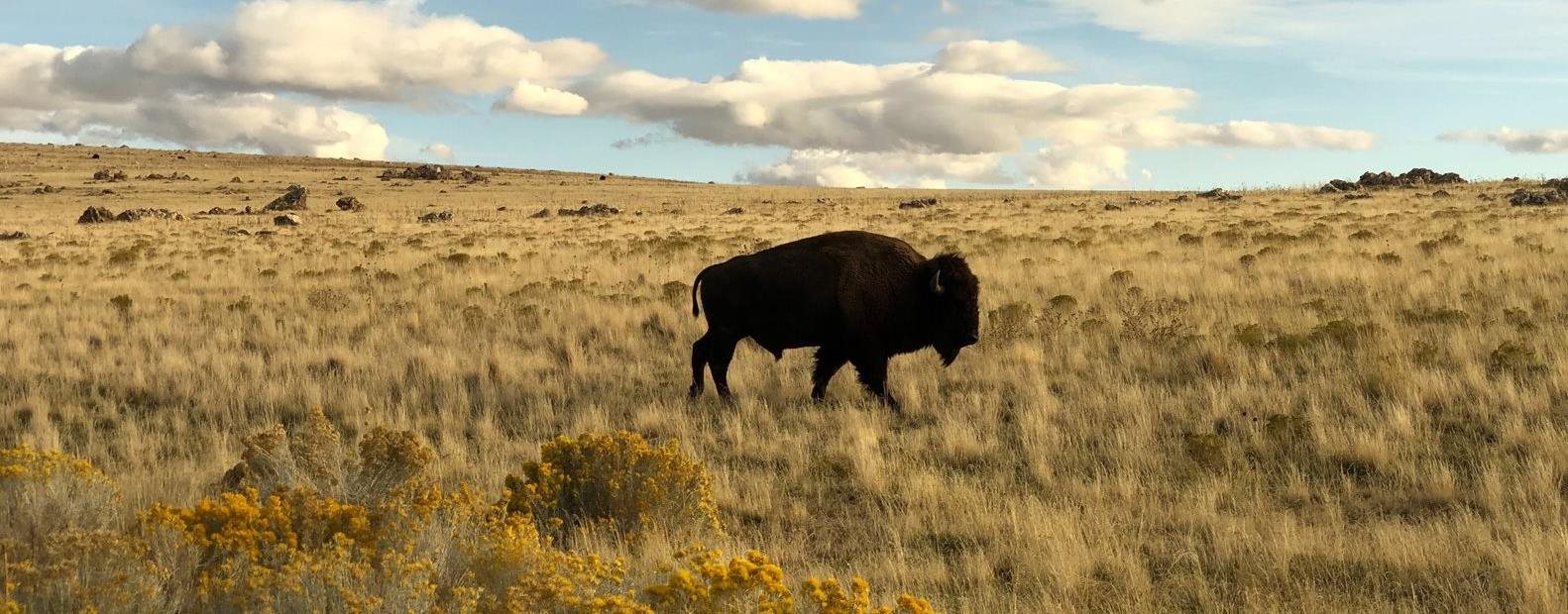 CFMWS | MFRC | Wainwright | CFMWS